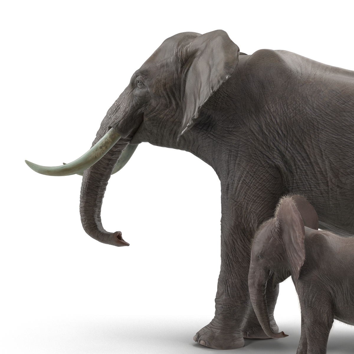 3d elephants 2 model