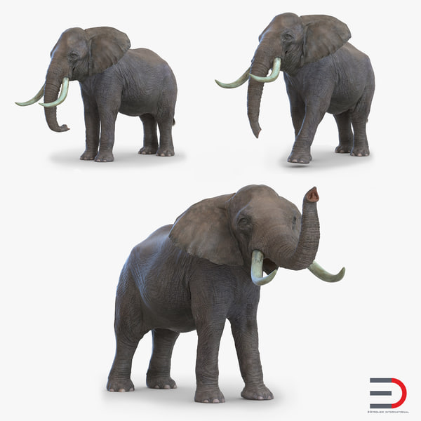 basemesh elephant uvs 3d obj