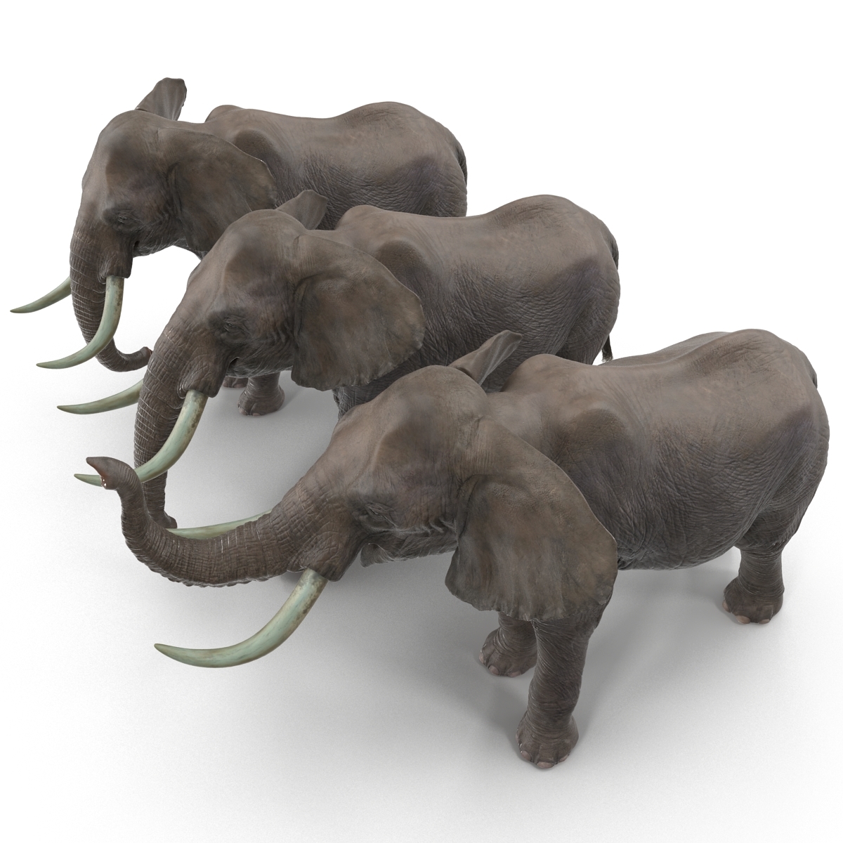 elephants set 3d model