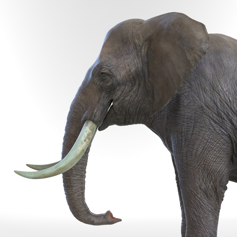 elephants set 3d model