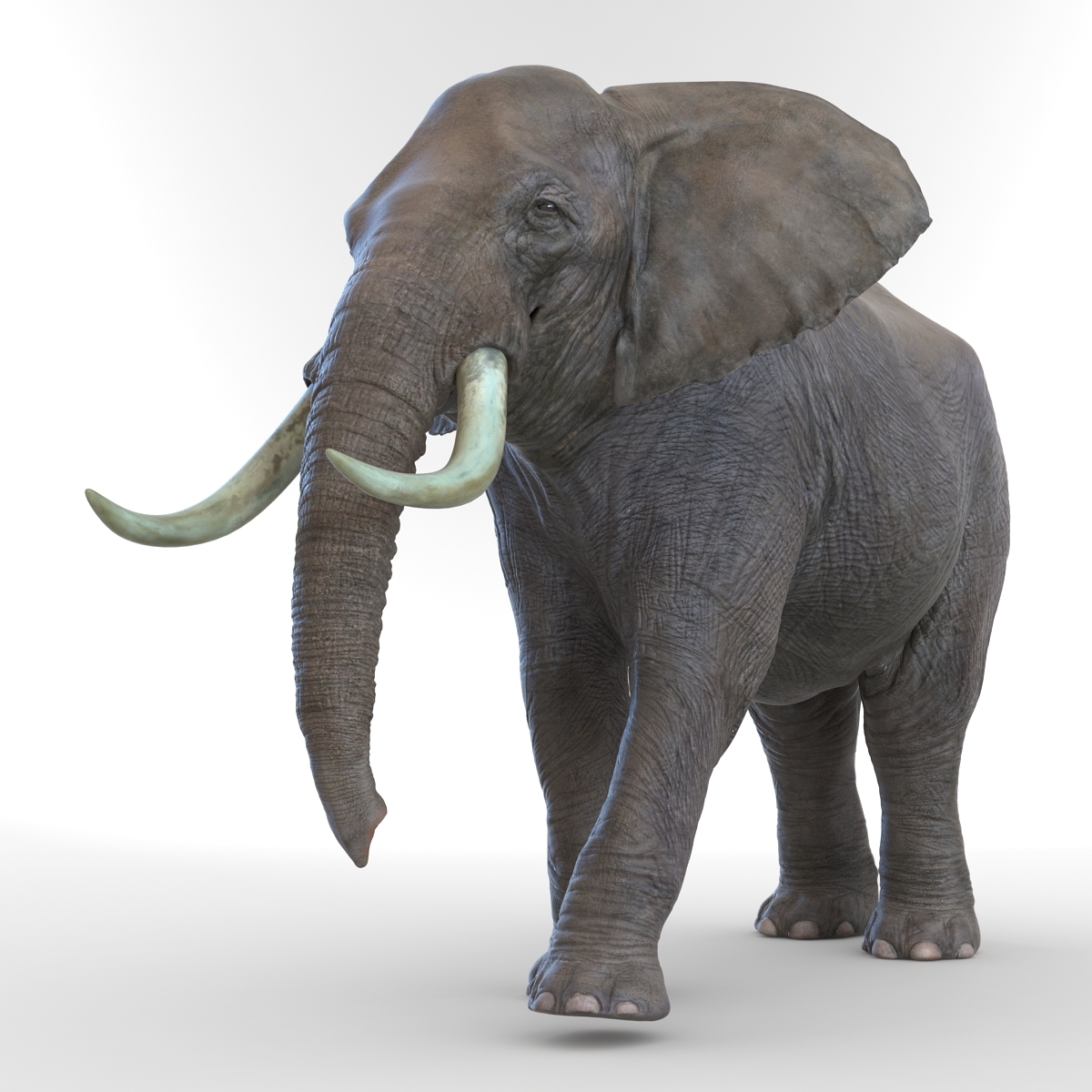 elephants set 3d model