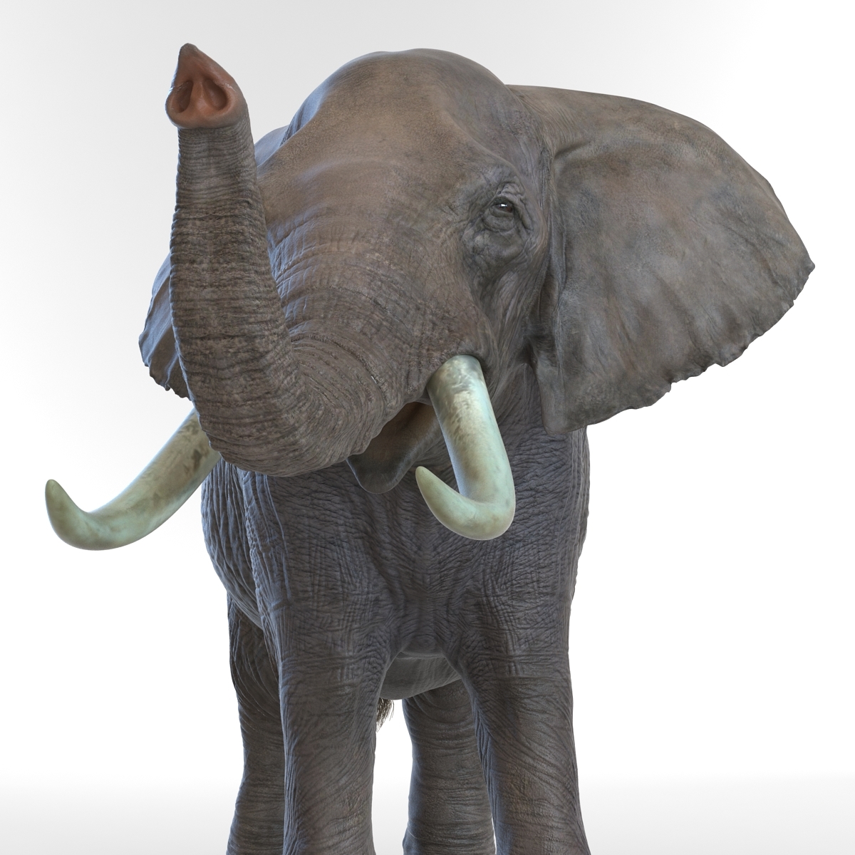 elephants set 3d model