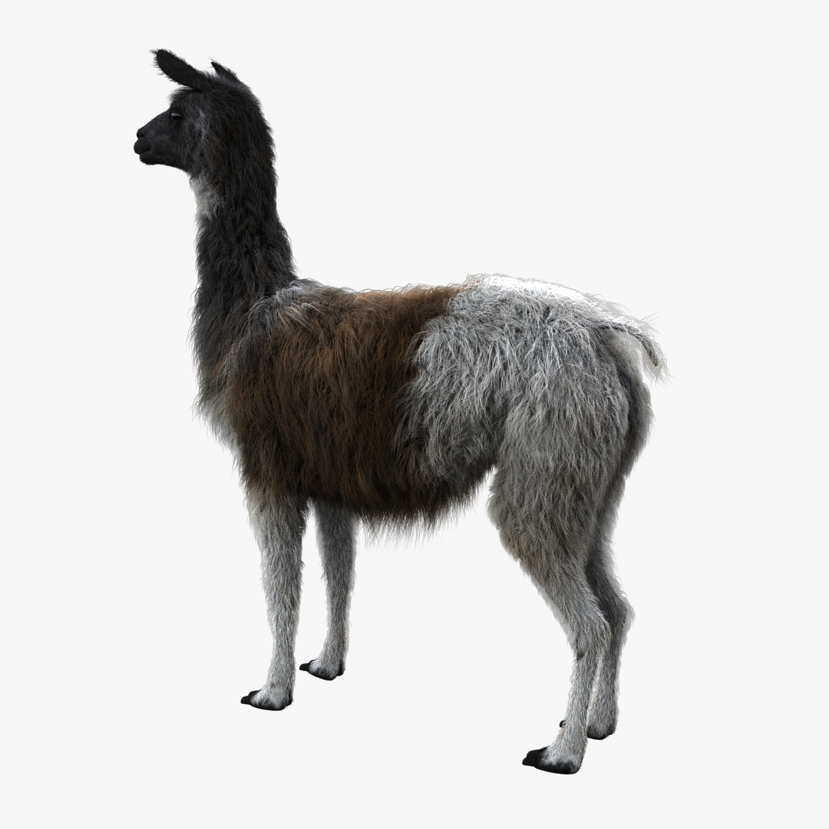 3d model llama fur