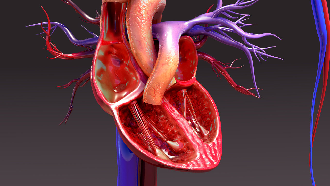 Circulatory Anatomy 3d Obj