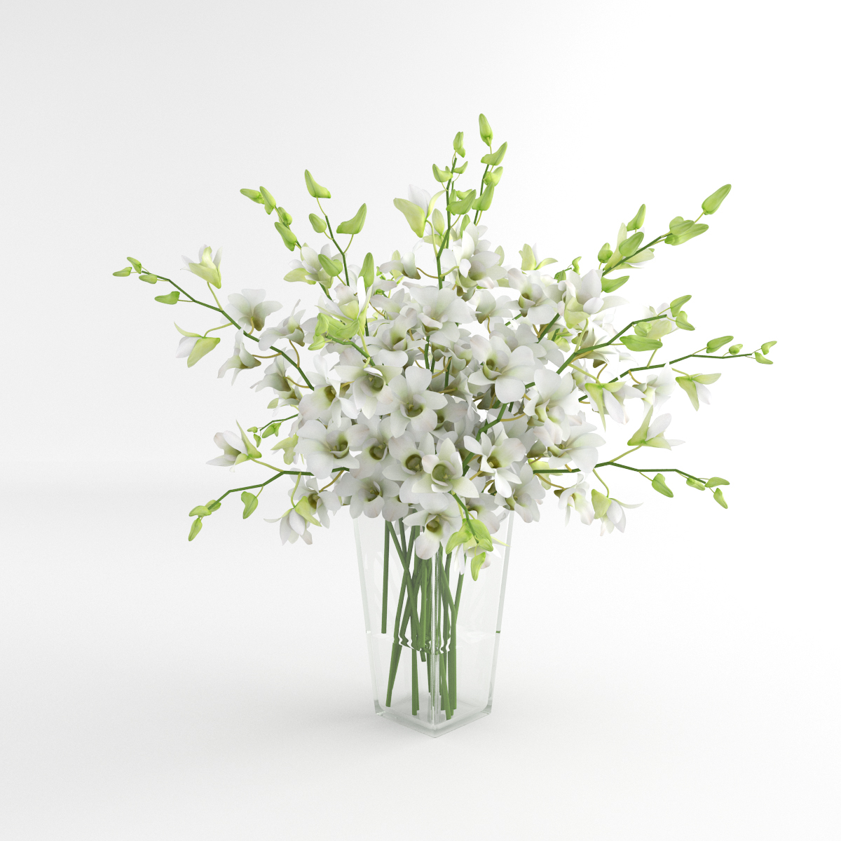 3d orchid flower white model