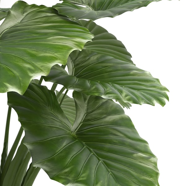 3d taro plant