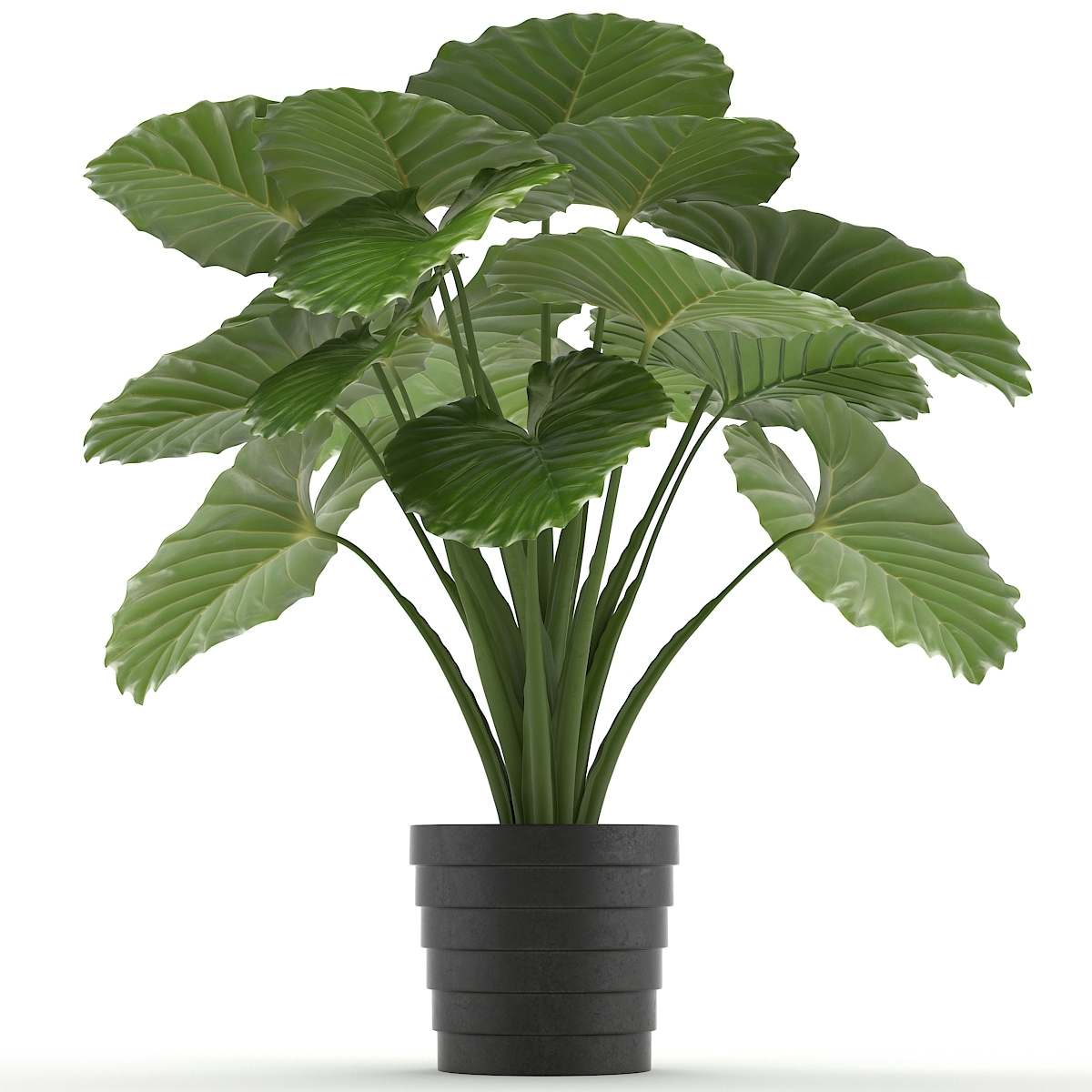 3d taro plant