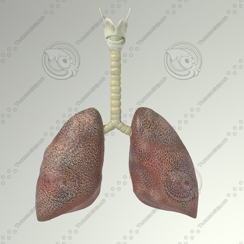 lung 3d model