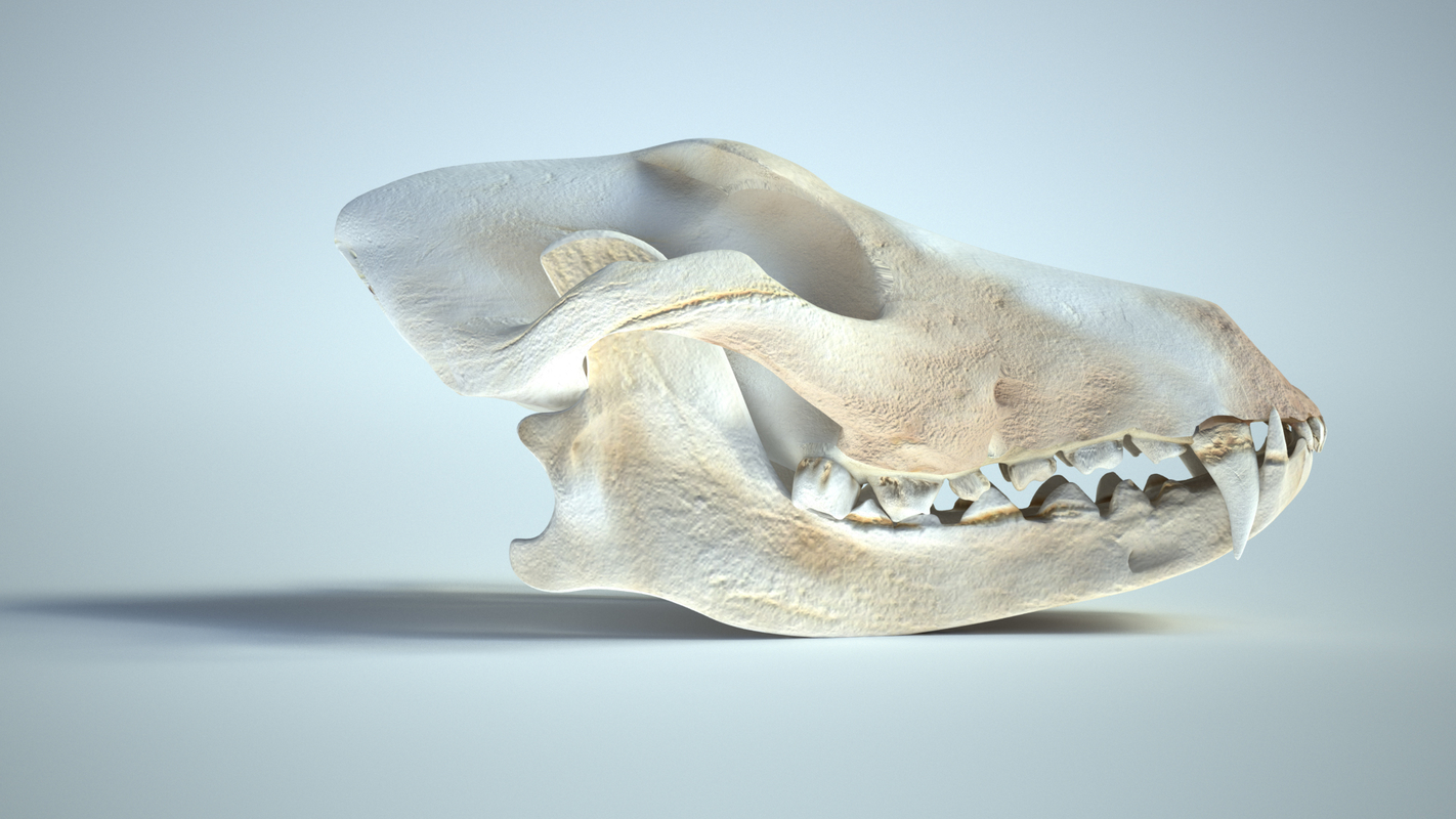 wolf skull 3d max
