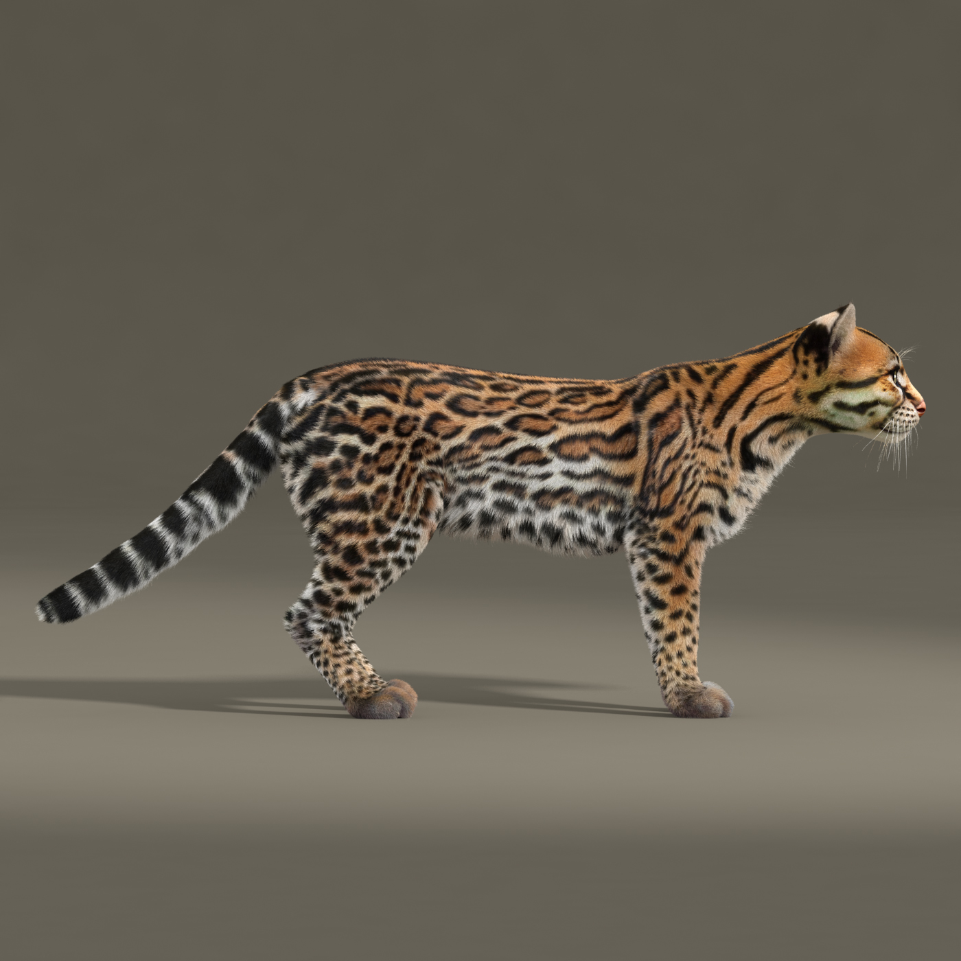 3d model ocelot cat fur