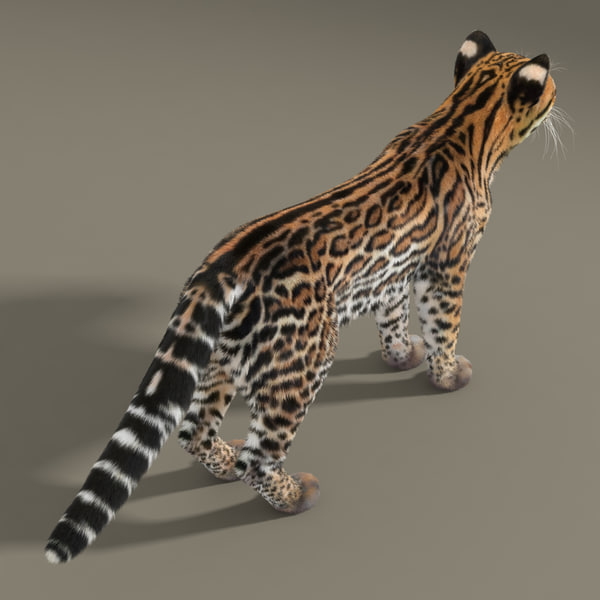 3d model ocelot cat fur