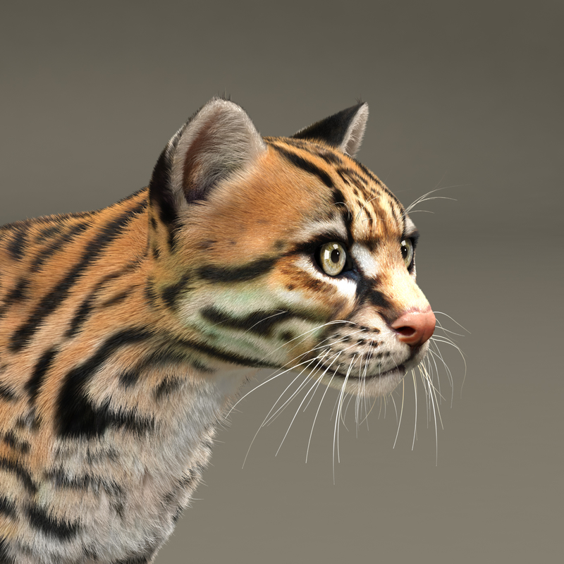3d model ocelot cat fur