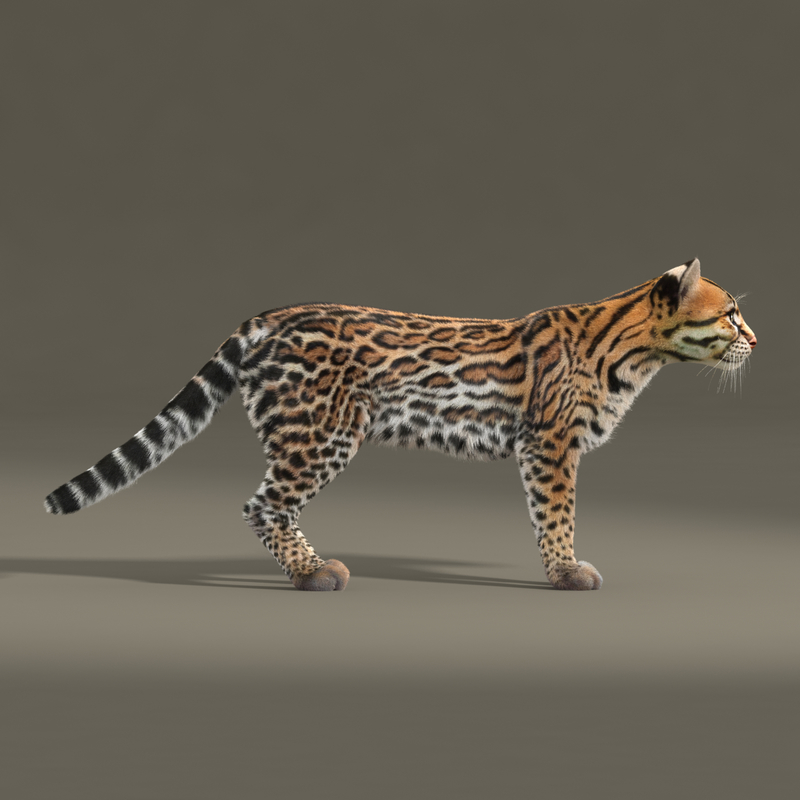3d model ocelot cat fur