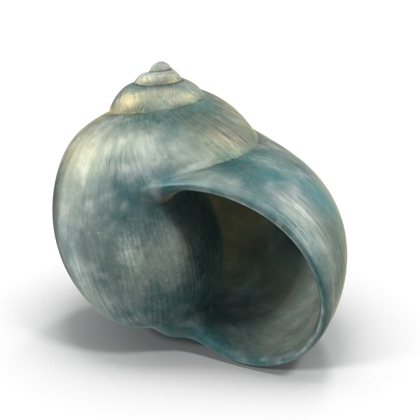 3d seashell 2