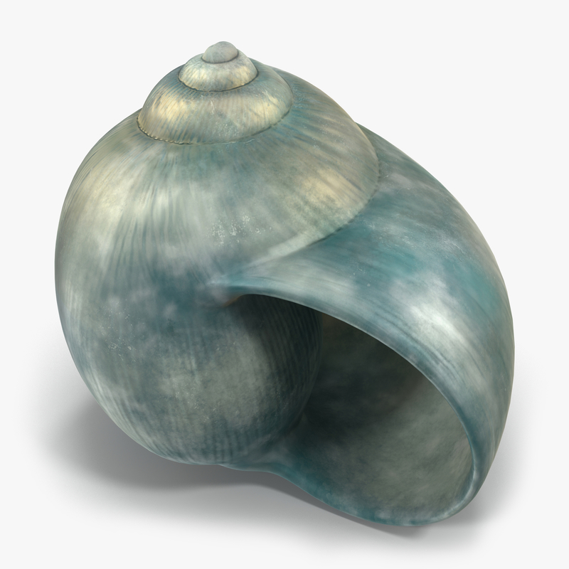 3d seashell 2