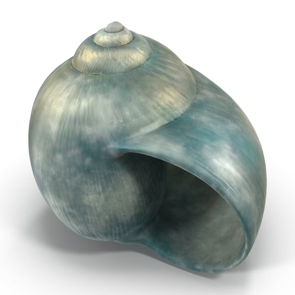 3d seashell 2