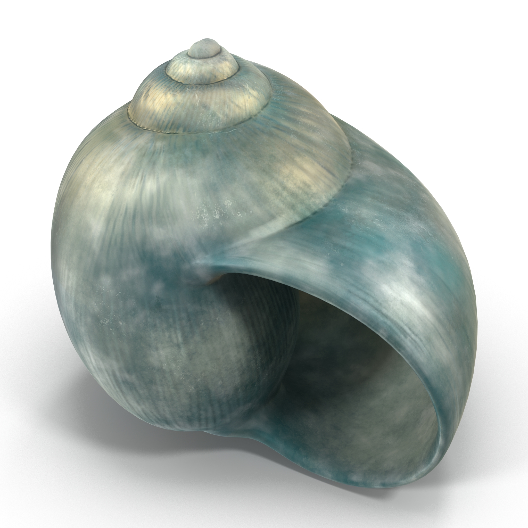 3d seashell 2