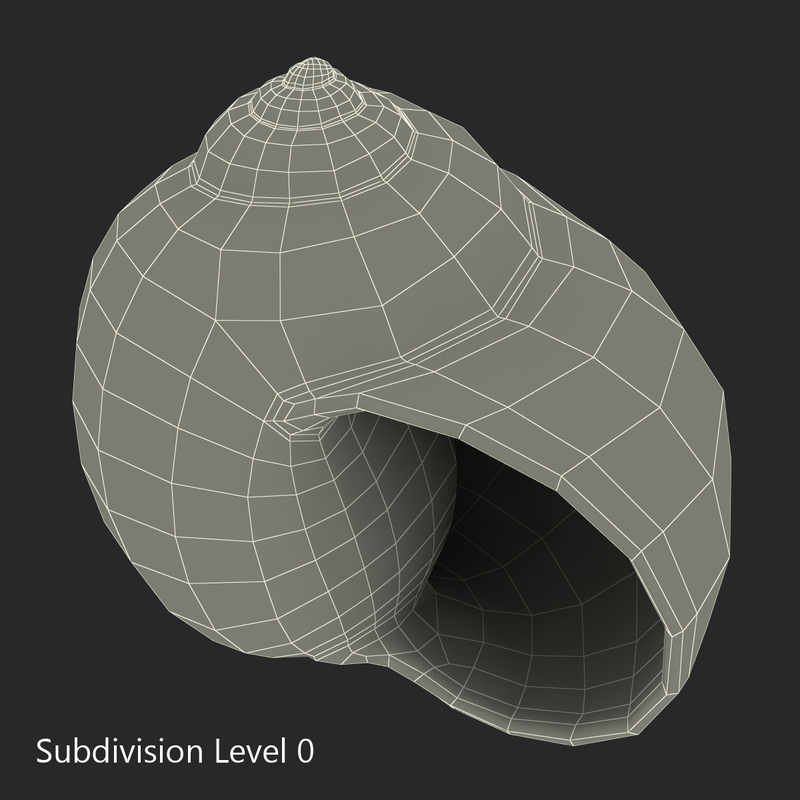 3d seashell 2
