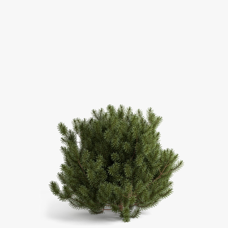 3d scotch fir model