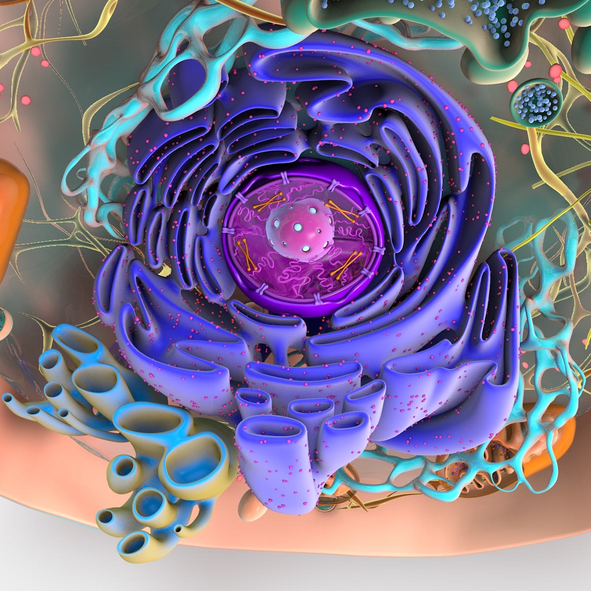 Animal Cell 1 Obj animal-cell-1-obj