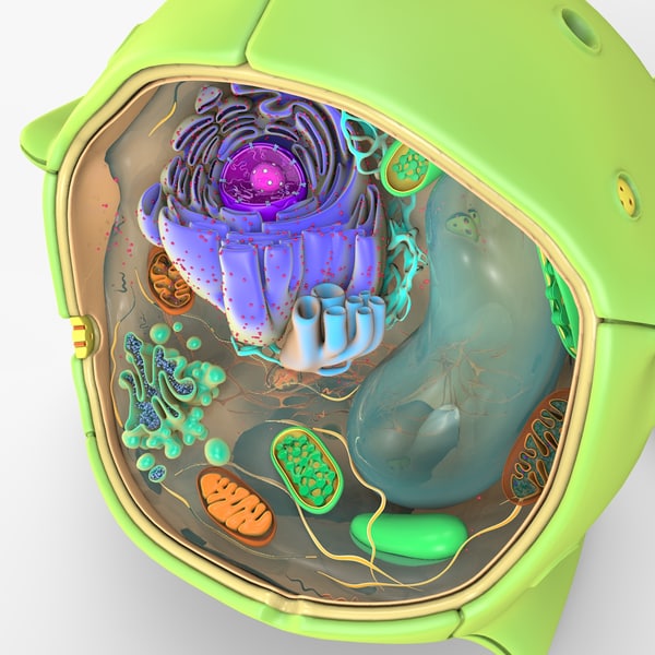 3d model plant cell