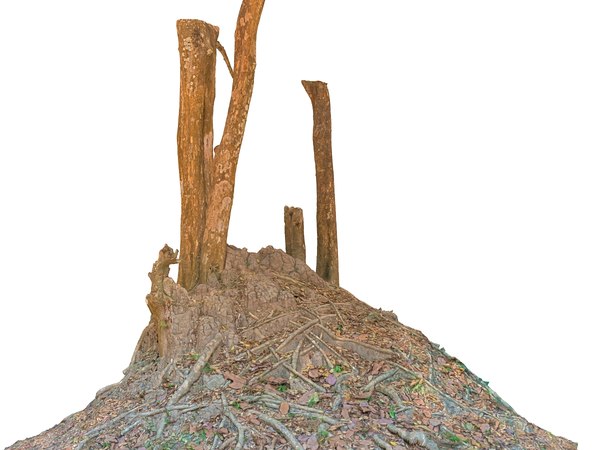 3d jungle tree ultra hd model