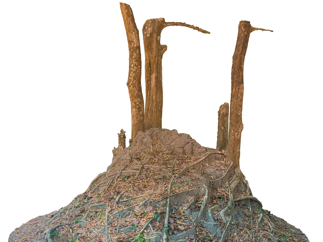 3d jungle tree ultra hd model