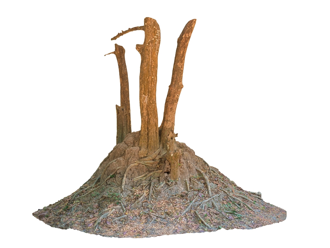 3d jungle tree ultra hd model