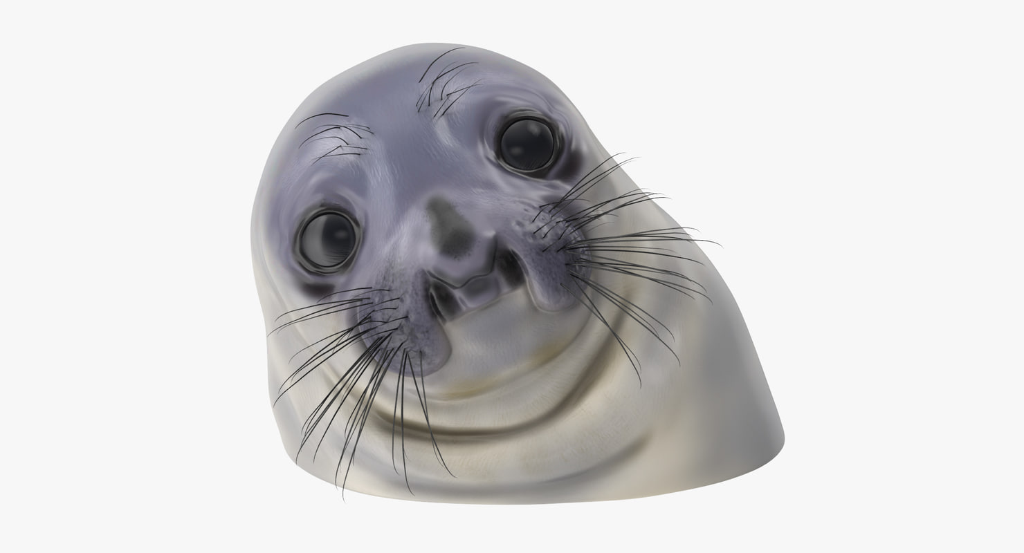 awkward moment seal 3d max