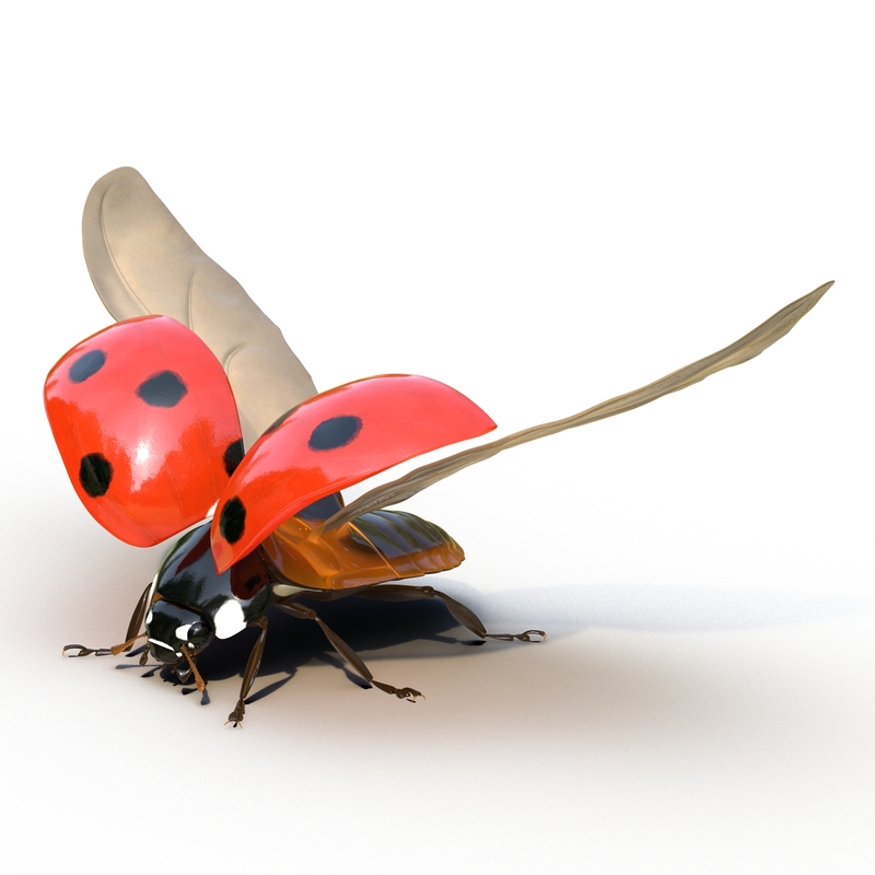 max flying ladybug rigged