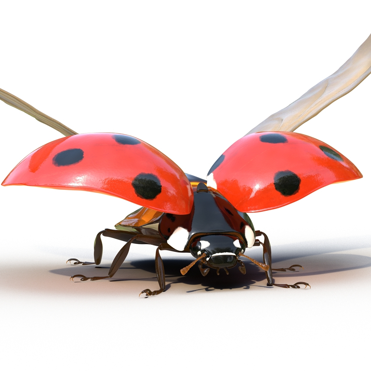 max flying ladybug rigged
