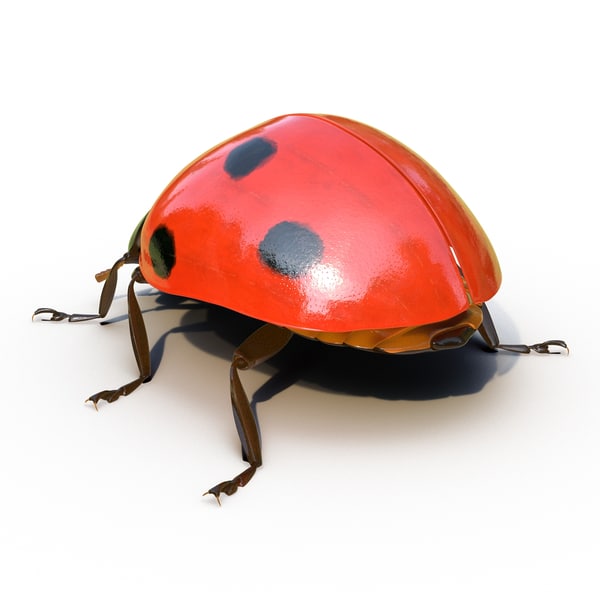 ladybug rigged max