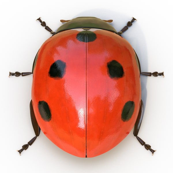 ladybug rigged max