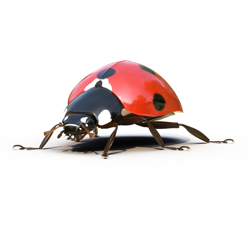 ladybug rigged max