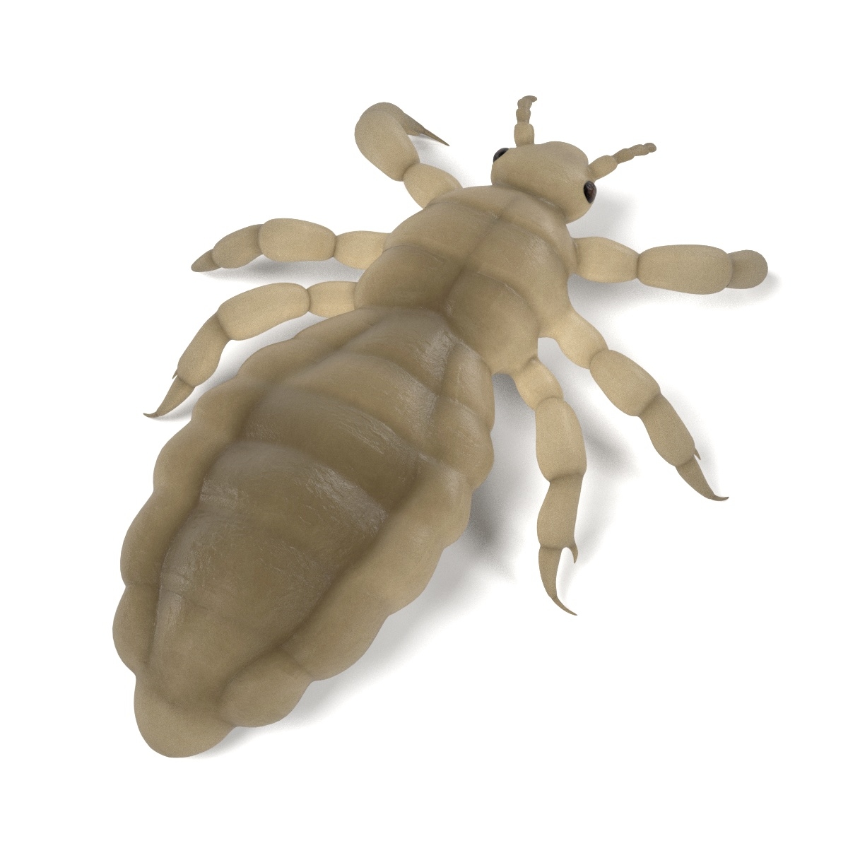 3d model male louse