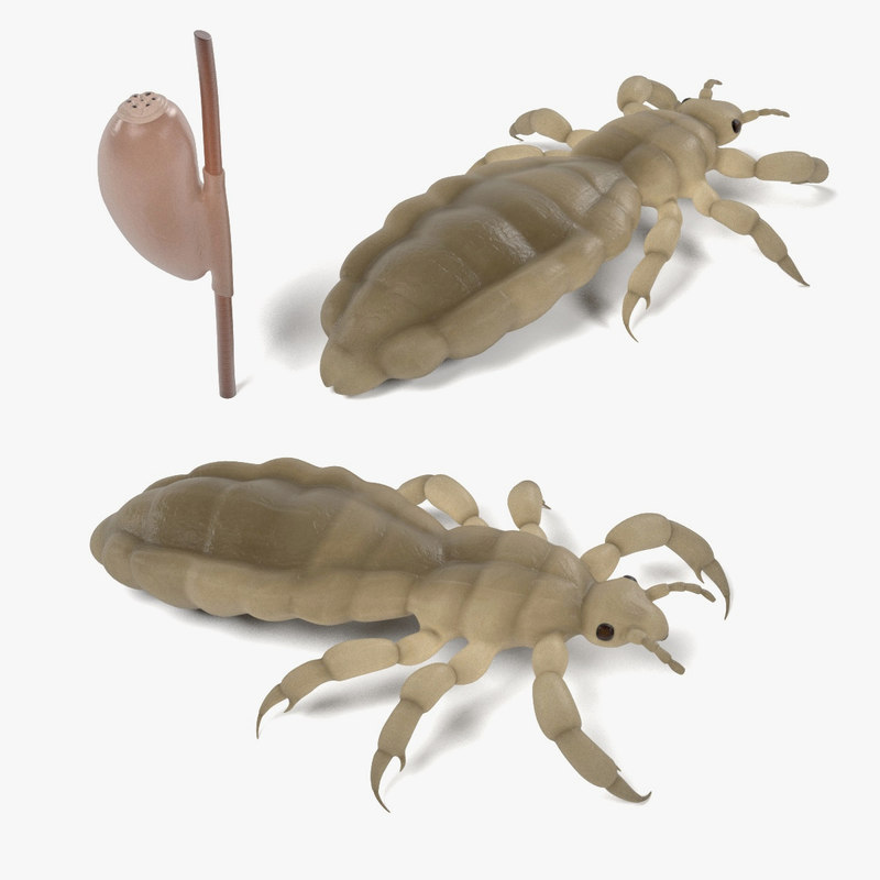 lice set 3d model