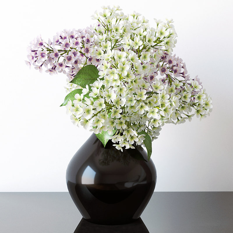 3d model lilac plant flower