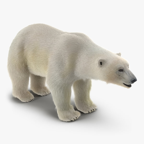 Polar Bear 3D Models for Download | TurboSquid