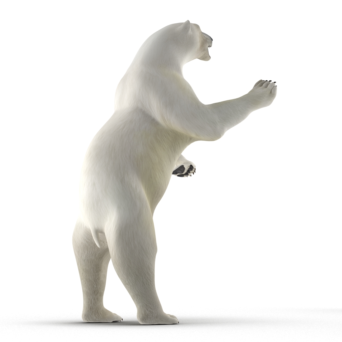 polar bear pose 3 3d model