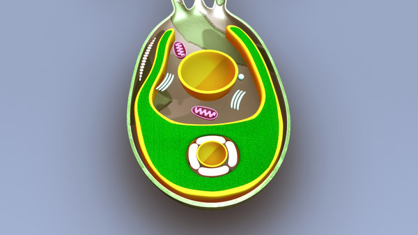 algae structure 3d model