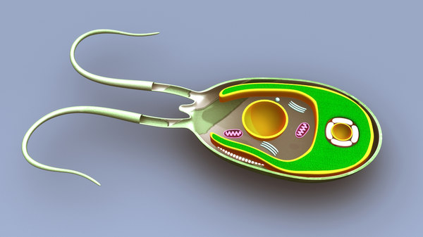 algae structure 3d model