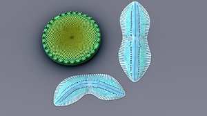 protist radiolarian 3d max