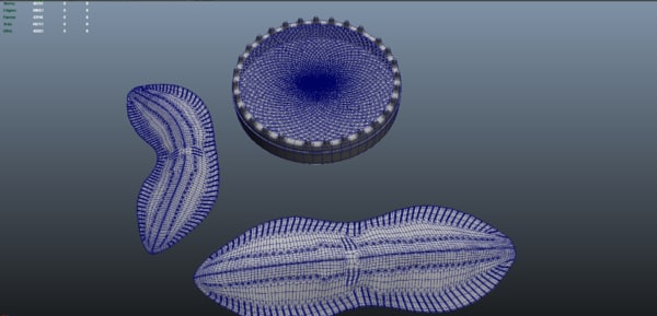 3d diatoms algae cells model