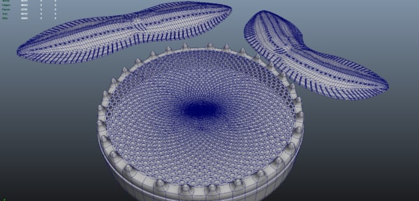 3d diatoms algae cells model