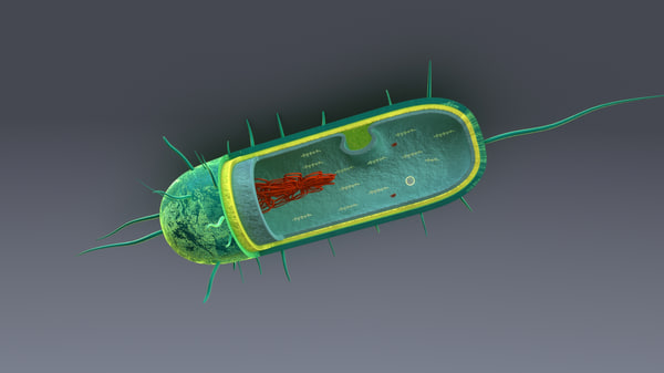 3d anatomy bacteria model