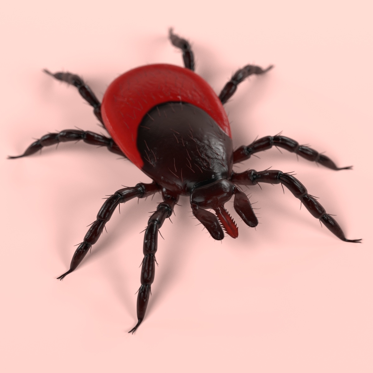 tick ixodes ricinus 3d 3ds