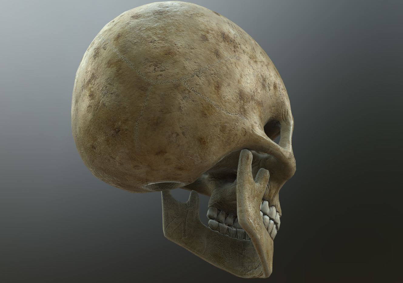 3d model human skull