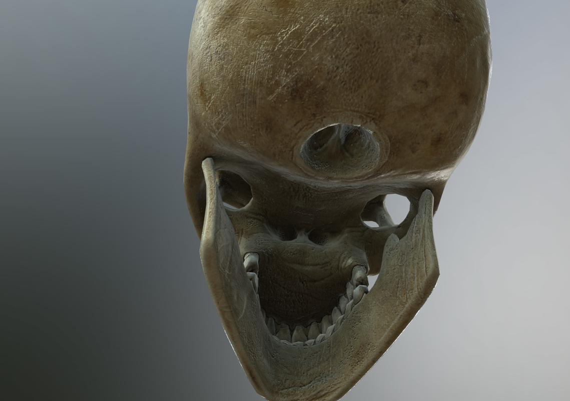 3d model human skull