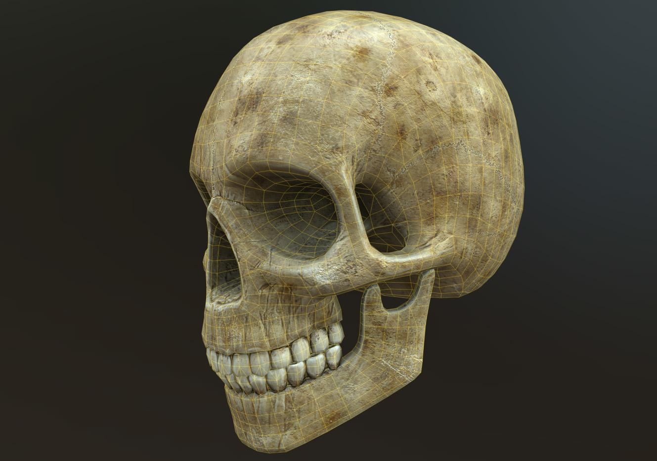 3d model human skull
