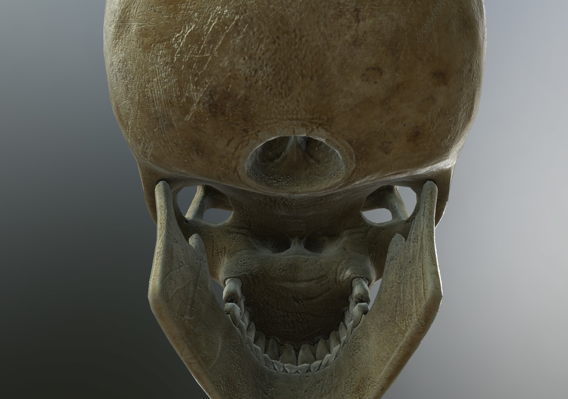 3d model human skull